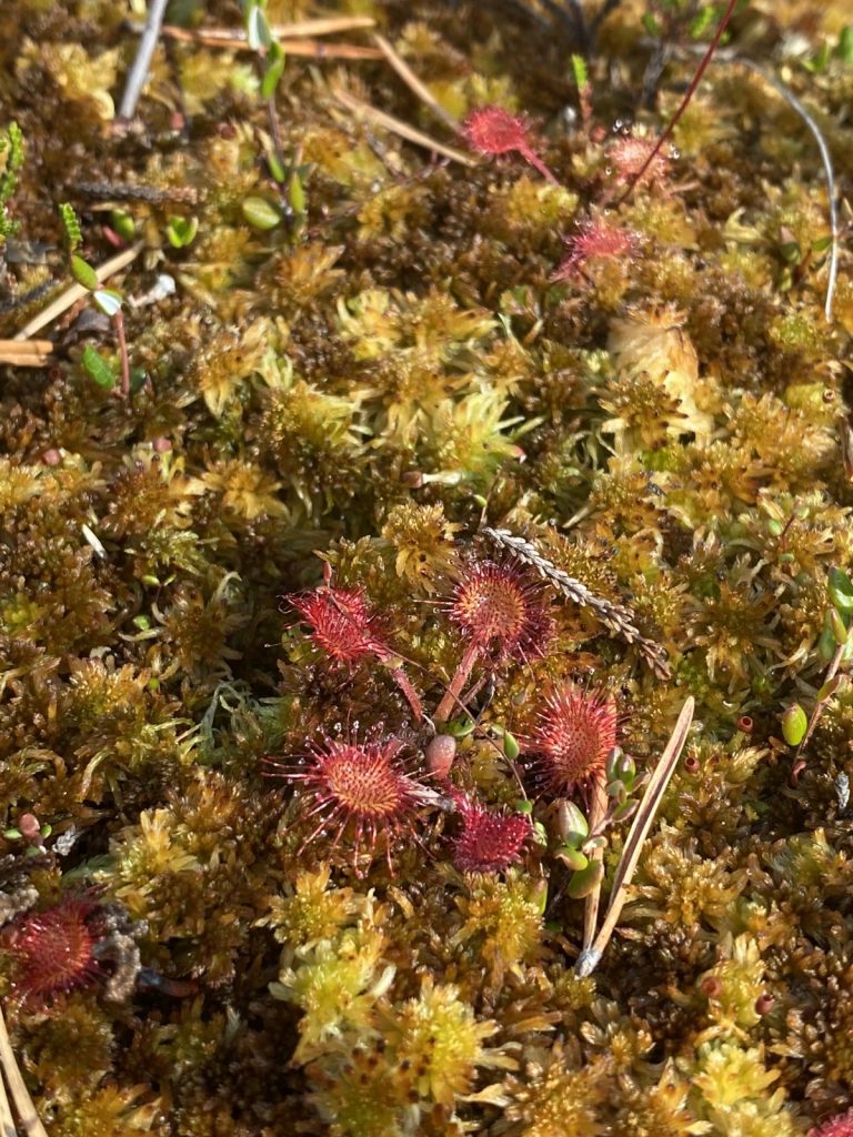 Metsänomistaja Emma - Ihmisen ääni -podcast - Virva Lehto